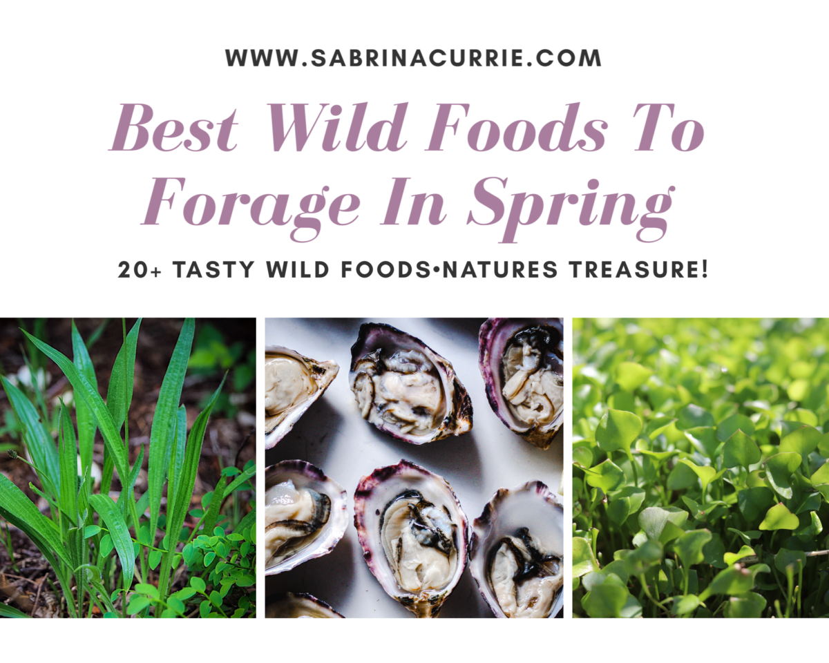 Find Your Own Food! Wild Foods To Forage In Spring
