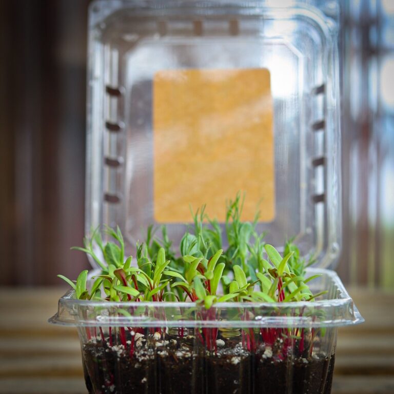 Best Microgreens To Grow Yourself And A Micro Pea Recipe To Use Them