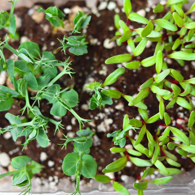 Best Microgreens To Grow Yourself And A Micro Pea Recipe To Use Them