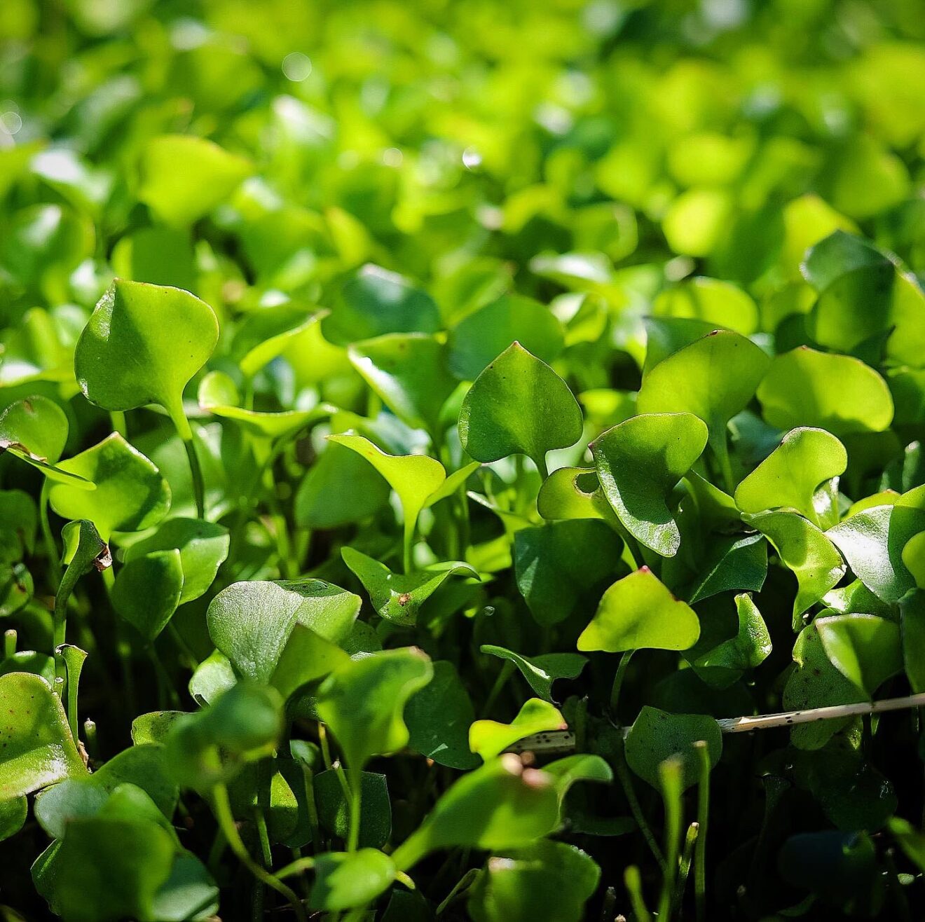 Best Microgreens To Grow Yourself And A Micro Pea Recipe To Use Them