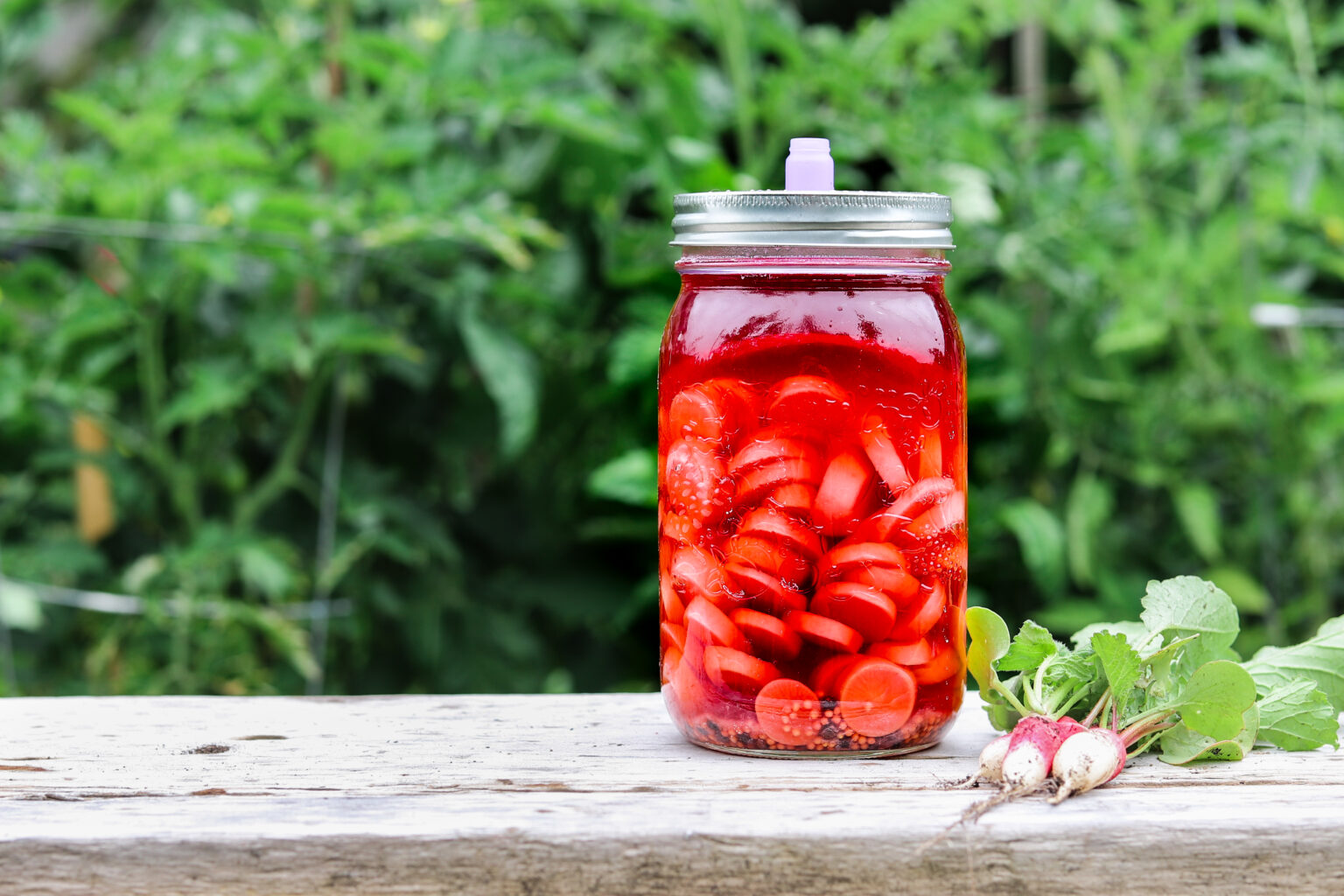Fermented Radishes - West Coast Kitchen Garden