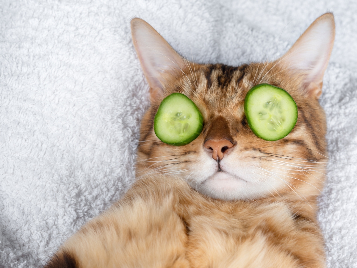 35+ Easy Cucumber Snack Ideas And Appetizer Recipes - West Coast ...