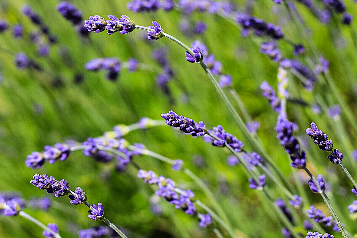 Lavender vs Rosemary For Growing and Cooking - West Coast Kitchen Garden