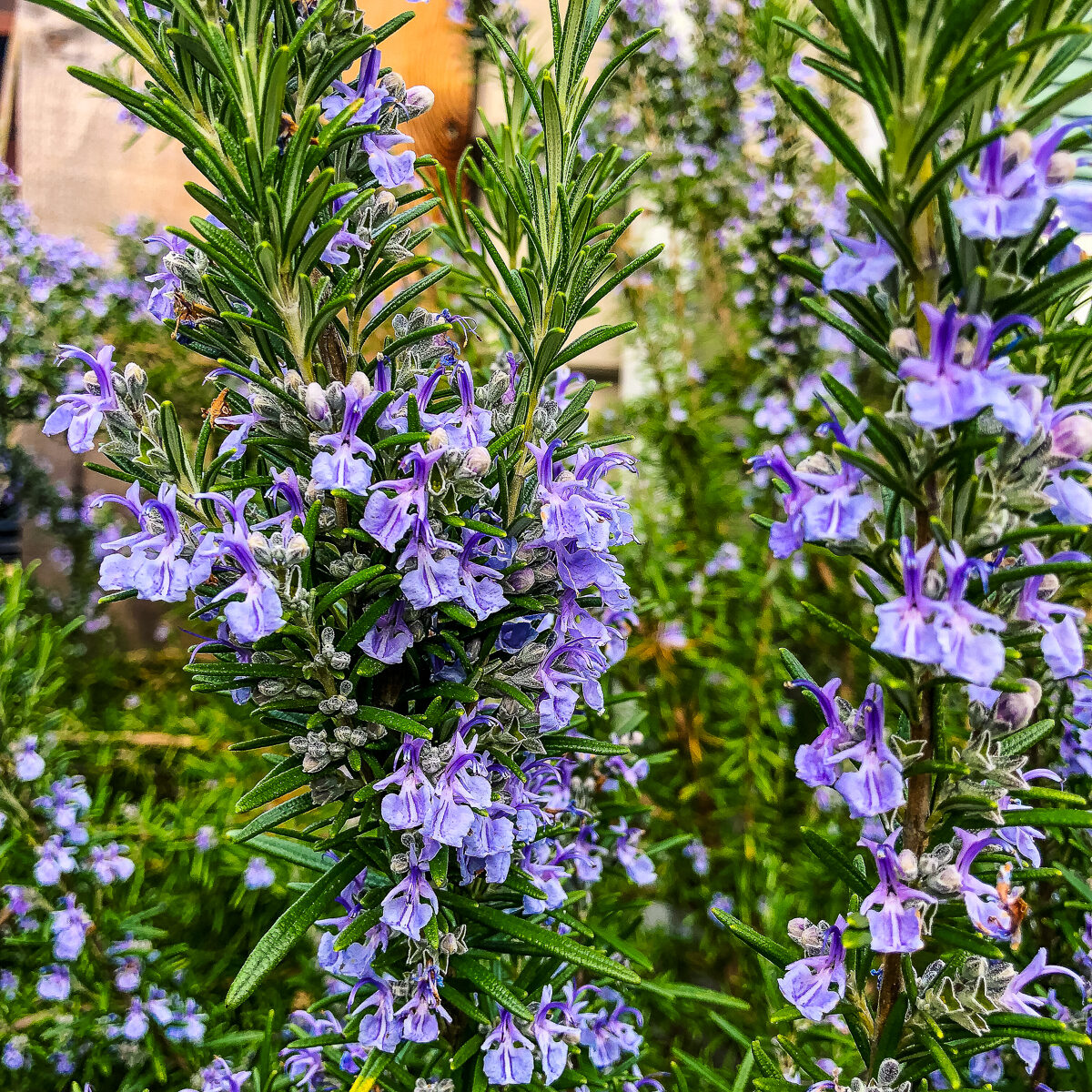 Lavender vs Rosemary For Growing and Cooking - West Coast Kitchen Garden