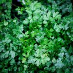 The Best Herbs To Substitute For Parsley In Recipes - West Coast ...