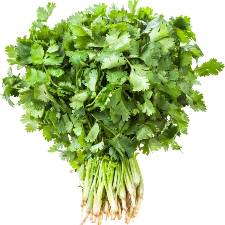 50+ Best Cilantro Recipes To Use Fresh Coriander - West Coast Kitchen ...