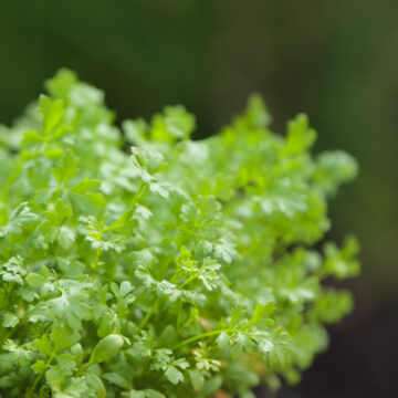 The Best Herbs To Substitute For Parsley In Recipes - West Coast ...