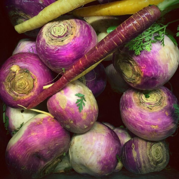 The Difference Between Turnip vs Radish - West Coast Kitchen Garden