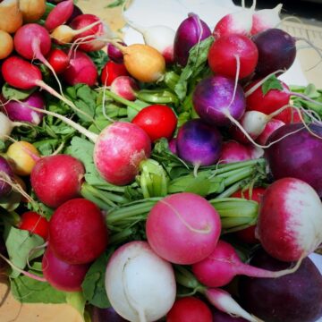 The Difference Between Turnip vs Radish - West Coast Kitchen Garden