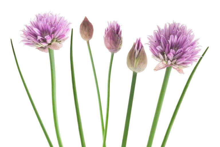 The Difference Between Garlic Chives vs Onion Chives - West Coast ...