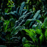 16 Best Substitutes for Swiss Chard in Every Recipe - West Coast ...