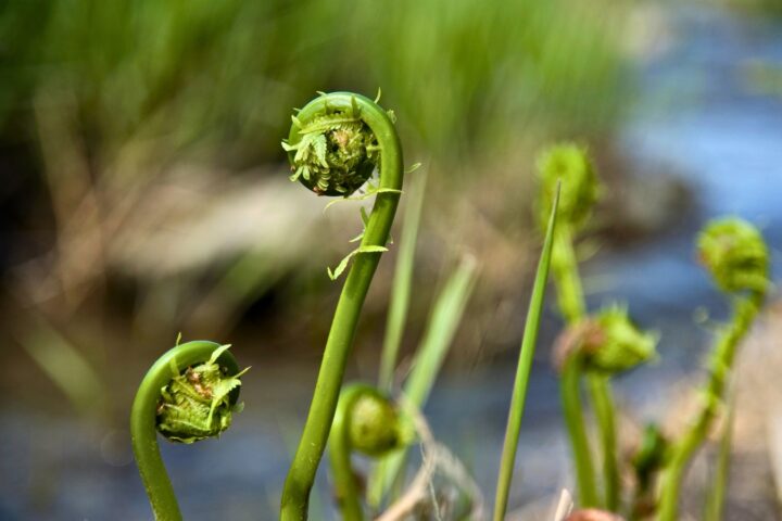 Easy Sautéed Fiddlehead Recipe With Garlic And Ginger - West Coast ...