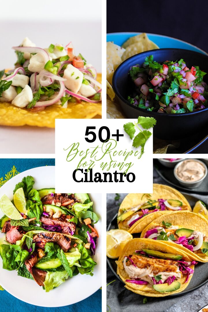 50+ Best Cilantro Recipes To Use Fresh Coriander - West Coast Kitchen ...